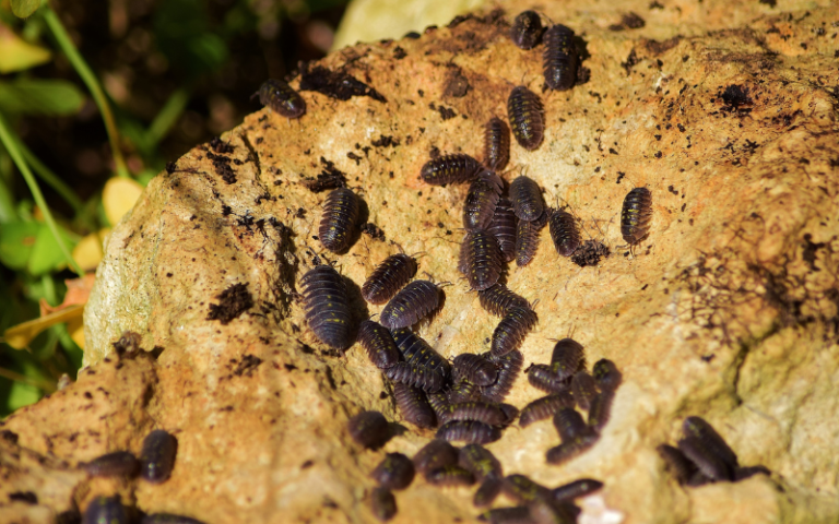 What are termites? Treatment and Control Measures. - Lulu Pest Blog